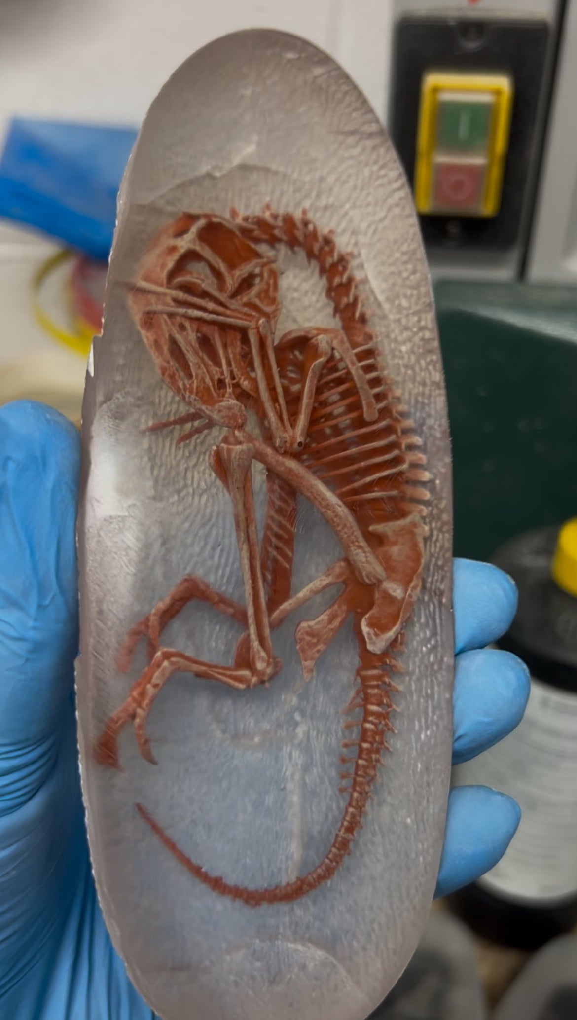 Embryonic Oviraptorid – Scaled Beast