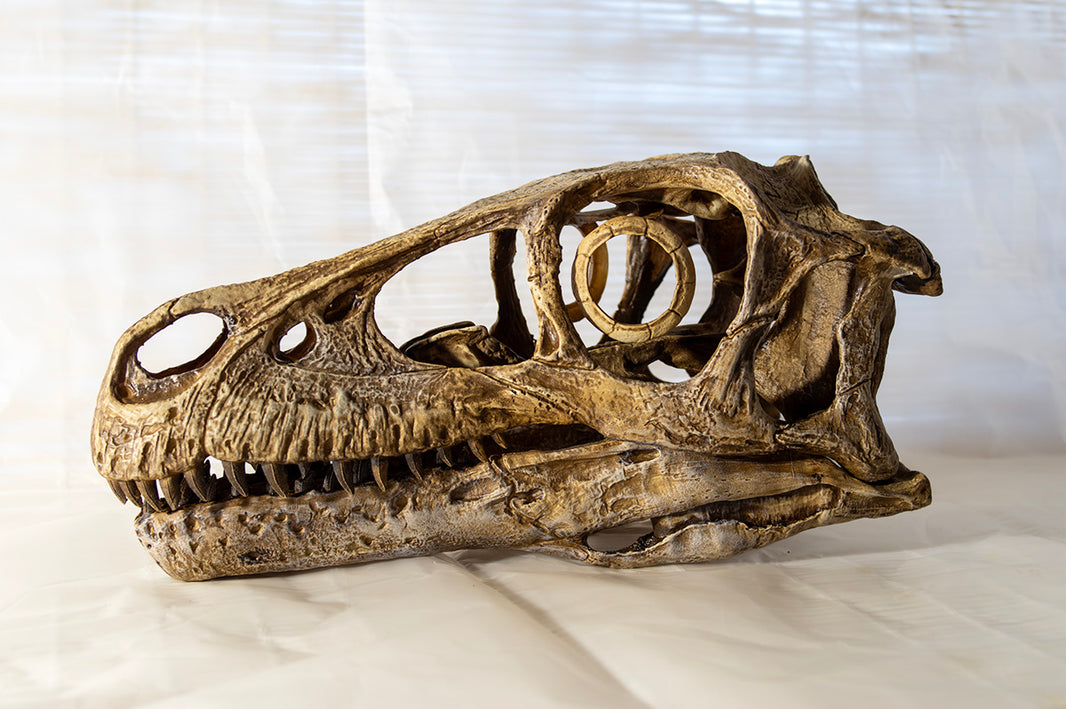 1:1 ('Life-size') Skulls – Scaled Beast