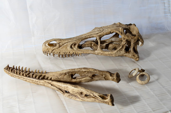 1:1 ('Life-size') Skulls – Scaled Beast
