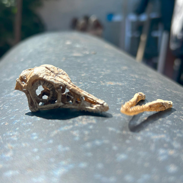 1:1 ('Life-size') Skulls – Scaled Beast