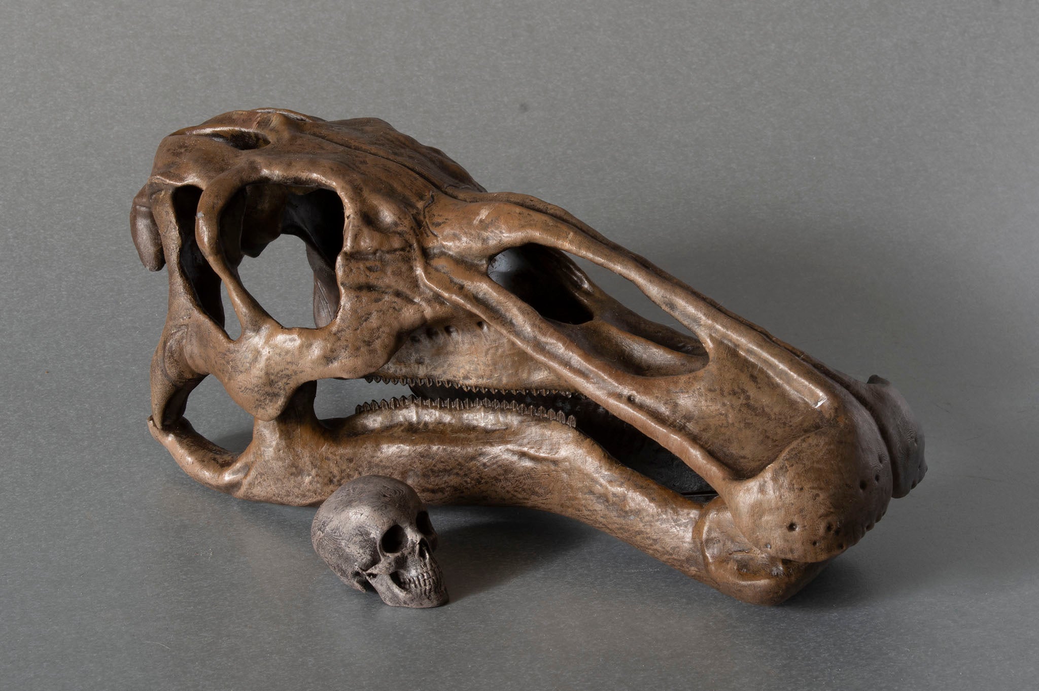Edmontosaurus Skull