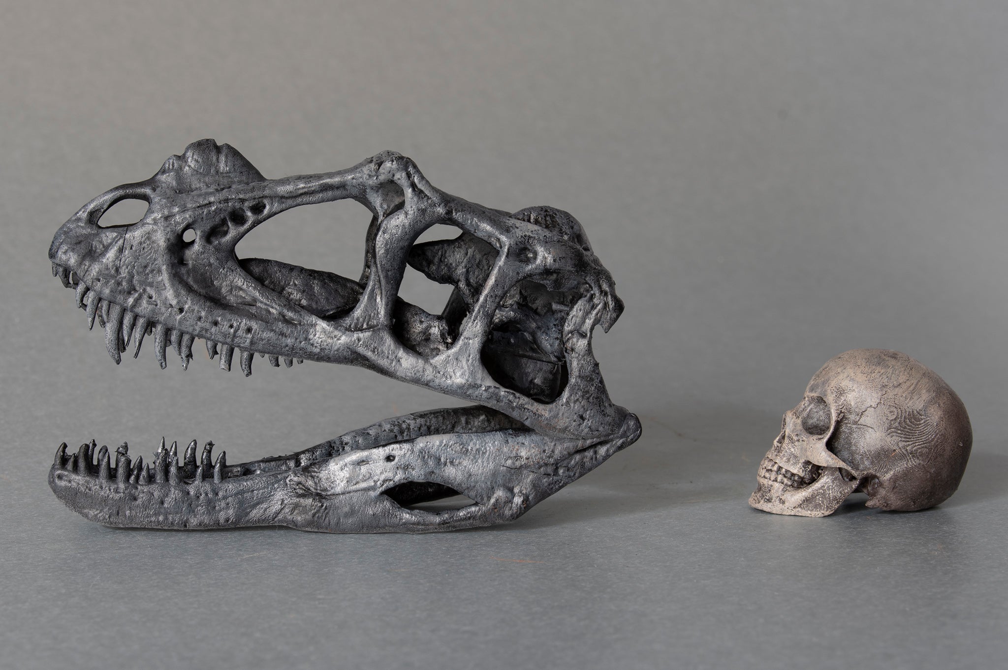 Ceratosaurus Skeleton